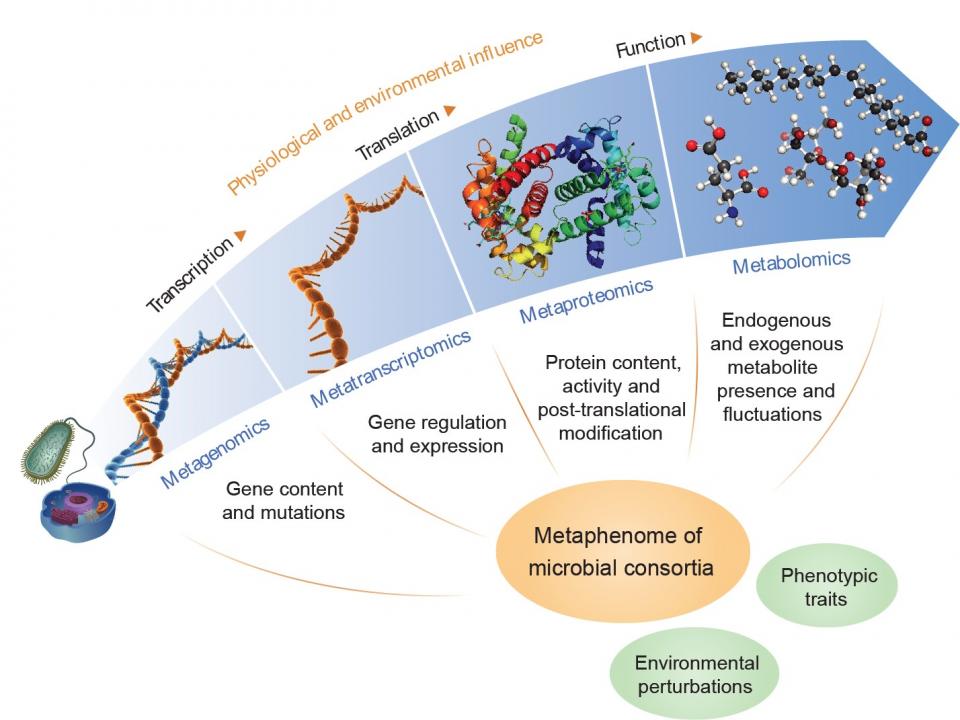 Soil Microbiome Research | PNNL
