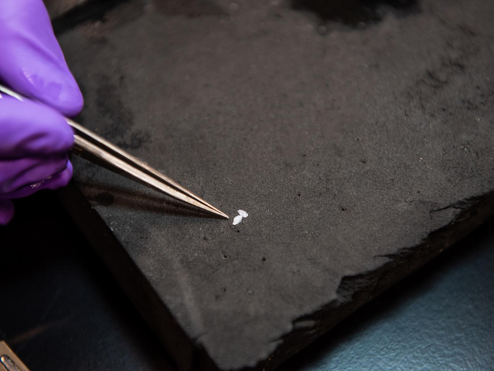 PNNL fish scientists are getting an earful from this research | PNNL