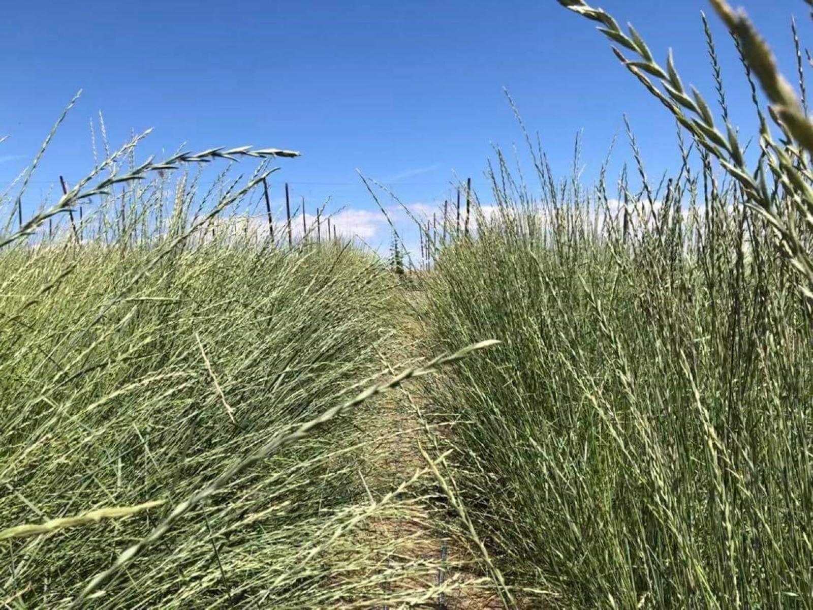 Phenotypic Response of the Soil Microbiome to Environmental Perturbations